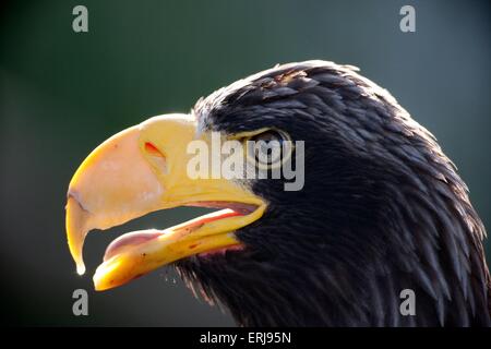 Steller's Sea eagle Stock Photo - Alamy