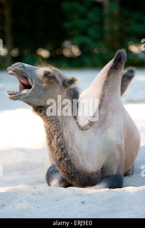 Bactrian camel, camelus bactrianus, laying in sand. The bactrian, or ...