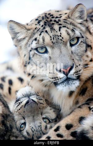 Two Snow Leopards cuddling Stock Photo - Alamy