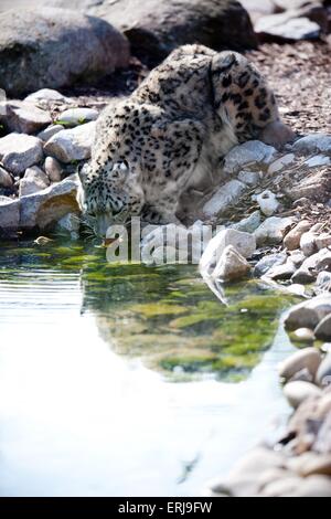 Leopard drinking water; Cat drinking water; Leopard have a drink ...
