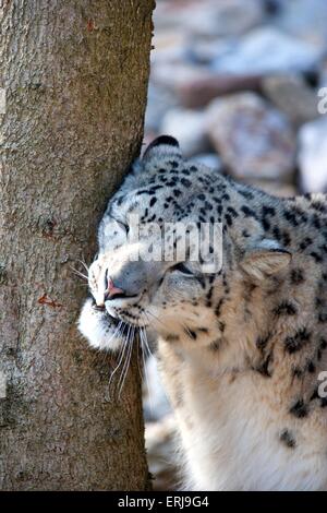 Snow leopard in the outdoors Stock Photo - Alamy