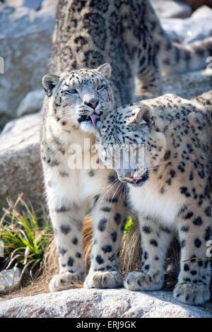 Two snow leopards Stock Photo - Alamy