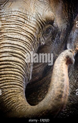 Frontal close-up of an adult elephant looking forward with tusks, rocks ...