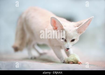 Dead Fennec Fox (Vulpes zerda), in a medicine man's shop, Westsahara ...