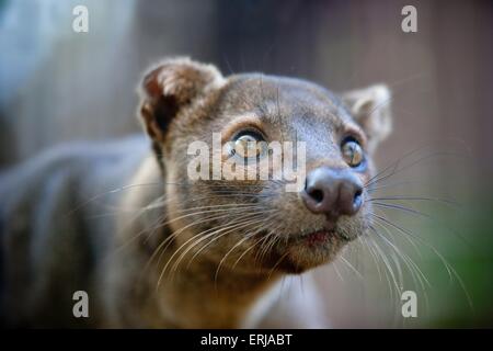 Fossa *** Fossa Stock Photo - Alamy