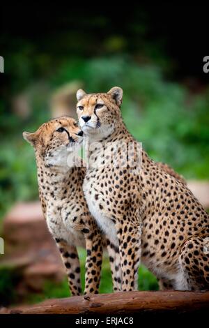 Two cheetahs (Acinonyx jubatus) sit facing in opposite directions in ...