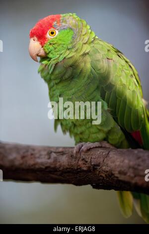 green-cheeked amazon (Amazona viridigenalis), on a branch Stock Photo ...