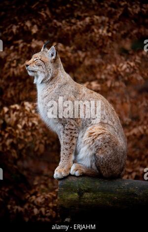 Eurasian lynx, Lynx lynx, side view, sit Stock Photo - Alamy