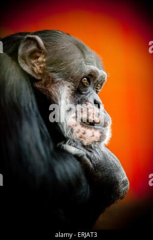 Chimpanzee side profile Stock Photo - Alamy