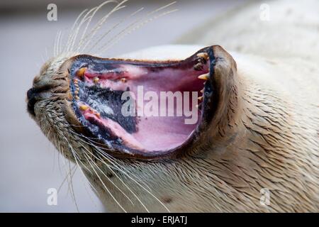 Detail of common seal / harbor seal / harbour seal (Phoca vitulina ...