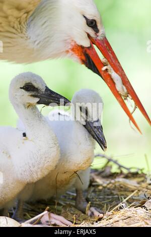 Stork Eats a Chick Stock Photo - Alamy