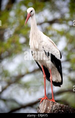 Side view of a white stork Stock Photo - Alamy