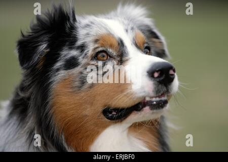 Australian Shepherd male, blue merle 5 months, portrait, Germany Stock ...