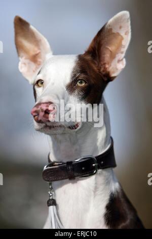 Podenco Ibicenco Portrait Stock Photo - Alamy