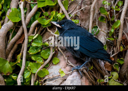 Juvenile jackdaw (Corvus monedula Stock Photo - Alamy