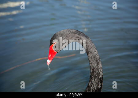 Black swan in river Dawlish Brook at Dawlish, South Devon, England, UK ...