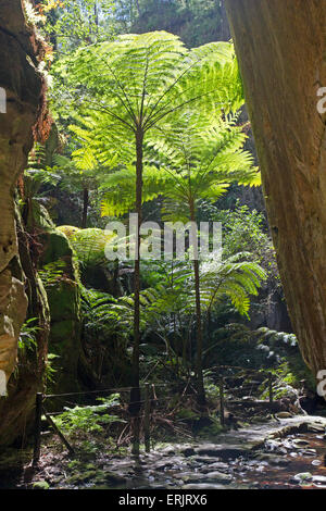 Wards Canyon, Carnarvon Gorge, Queensland, Australia Stock Photo - Alamy