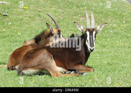 Scimitar oryx, scimitar-horned antelope, antelopes, ungulates, mammals ...