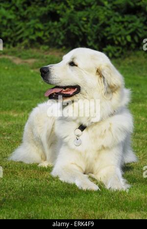 The Pyrenean Mountain Dog is a breed of livestock guardian dog from ...