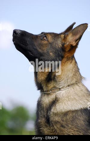 German Shepherd GDR Portrait Stock Photo - Alamy