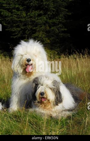 Bobtail dog - sitting Stock Photo - Alamy