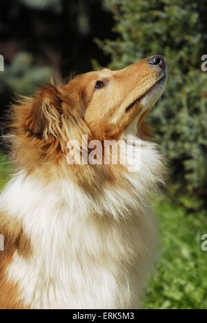 Shetland Sheepdog looks to the side Stock Photo - Alamy