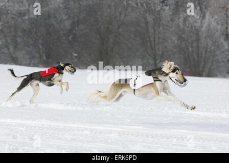 Dog Saluki / Persian Greyhound two adults standing in a field Stock ...