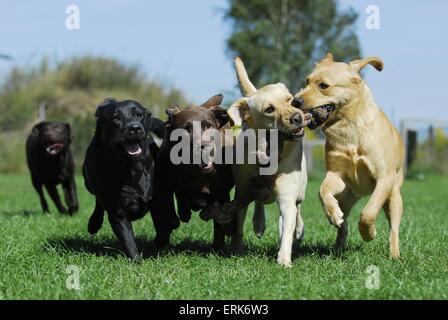 Labrador retriever dogs playing Stock Photo - Alamy