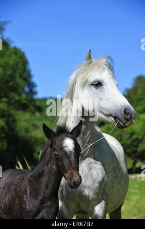 portrait of gray welsh pony at black background Stock Photo - Alamy