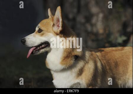 Side profile of a Pembroke Welsh Corgi dog sticking out its tongue on a ...