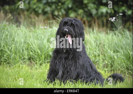 German Sheeppoodle, Schafpudel (Canis lupus f. familiaris), lying in a ...