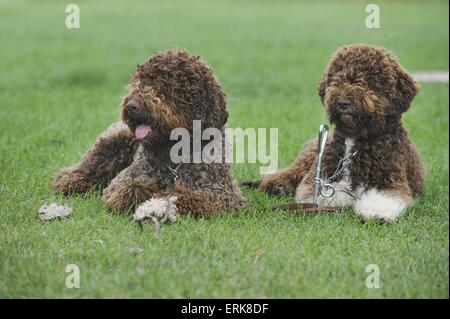 Dog two 2 Lagotto Romagnolo truffle dog roan beige running in a field ...