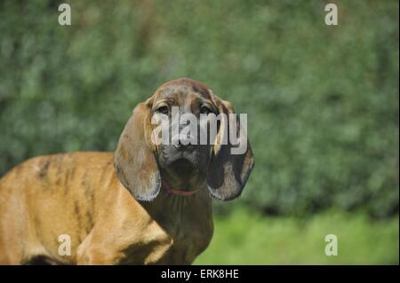 Hanover Hound, Hanoverian Hound. Portrait of adult dog. Germany Stock ...