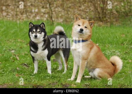 Shiba inu standing outdoor portrait at summer Stock Photo - Alamy