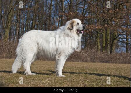 Pyrenean Mountain Dog / adult standing in a meadow Stock Photo - Alamy