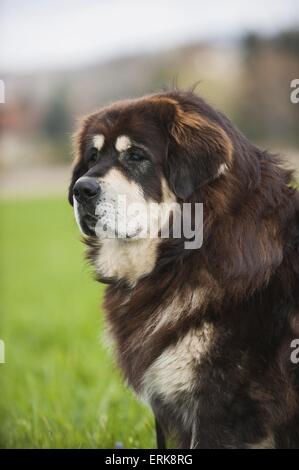 Do Khyi Portrait Stock Photo - Alamy