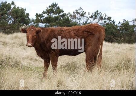 Danish Red Cattle Stock Photo - Alamy