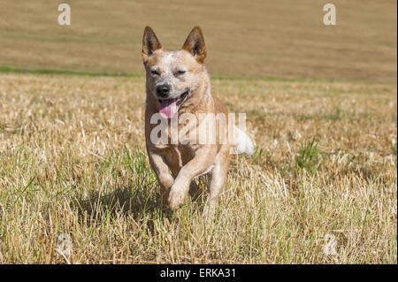 running Australian Cattle Dog Stock Photo - Alamy