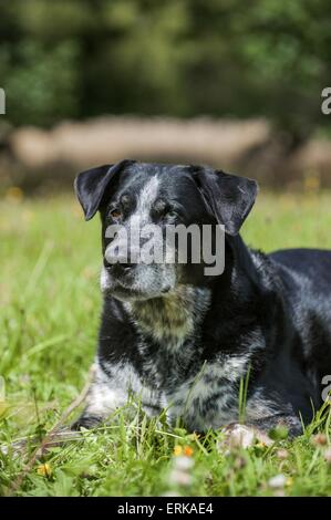 lying Louisiana Catahoula Leopard Dog Stock Photo - Alamy
