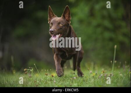 running Australian Kelpie Stock Photo - Alamy