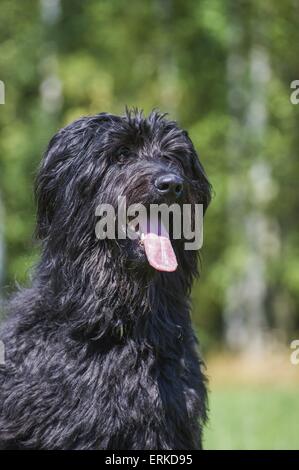 German Sheeppoodle, Schafpudel (Canis lupus f. familiaris), lying in a ...
