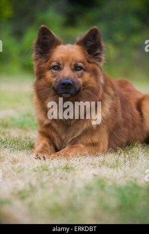 lying Harz Fox Stock Photo - Alamy