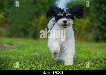 White havanese dog running in the snow and playing in winter Stock ...