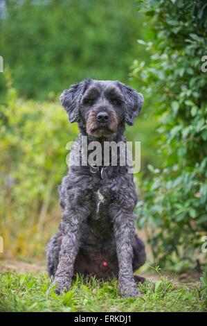 sitting Tibetan Terrier Stock Photo - Alamy