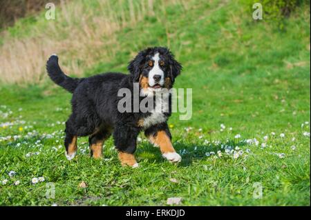 young Bernese Mountain Dog Stock Photo - Alamy