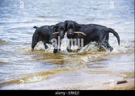 Black labrador retriever with a wooden stick in its mouth Stock Photo ...