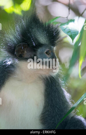 Northern Sumatran leaf monkey, Presbytis thomasi, Gunung Leuser ...