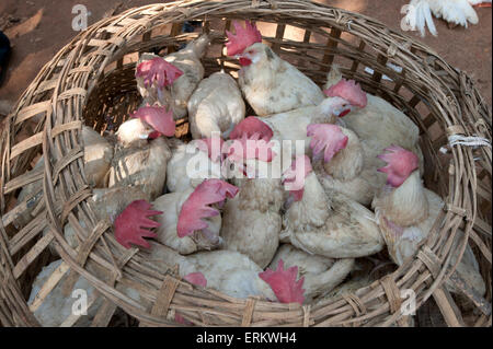 Live chickens for sale at the market in Negombo, near Colombo, Sri ...