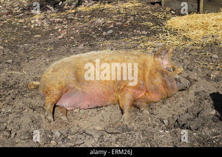 Mangalitza pig sunbathing in the mud in Beamish Open Air Museum, County ...
