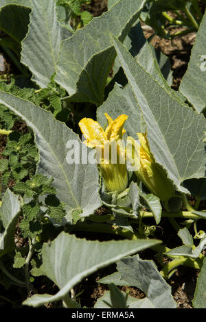 Buffalo Gourd, Cucurbita foetidissima, in Organ Mountains–Desert Peaks ...